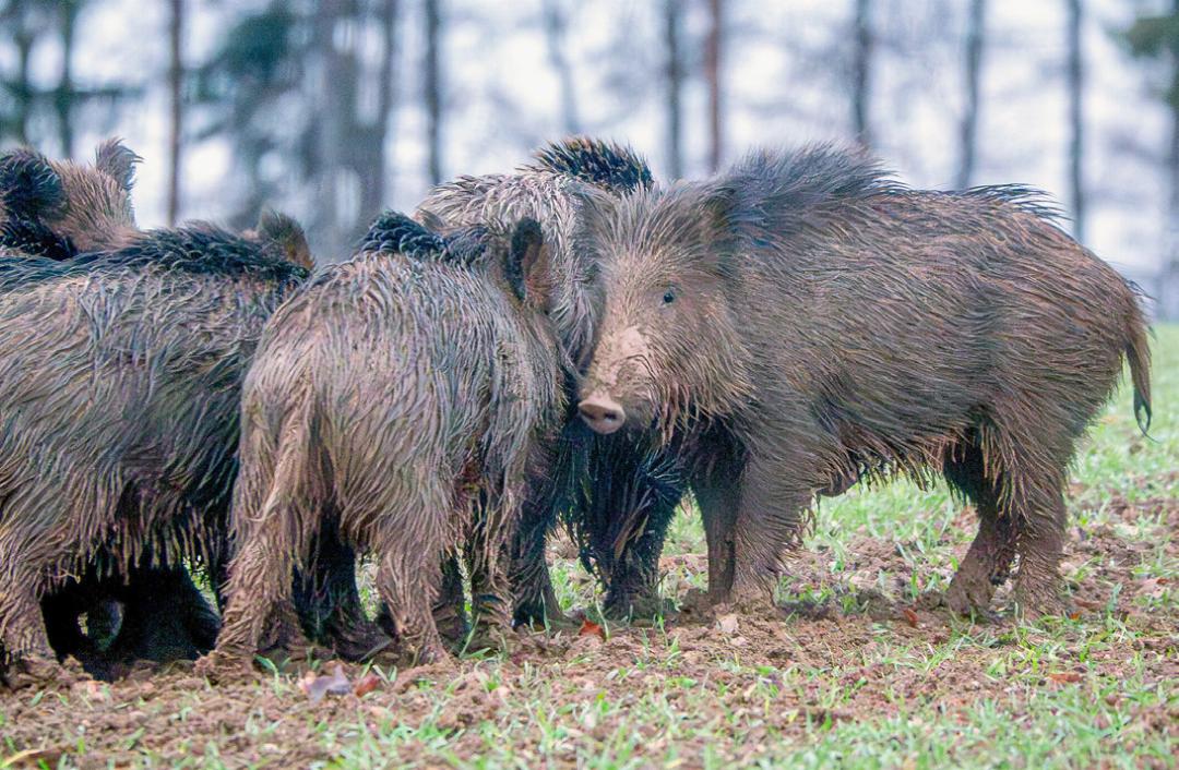 Sauglück zum Neujahr!