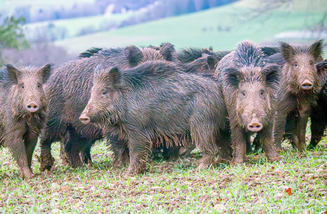 Sauglück zum Neujahr!