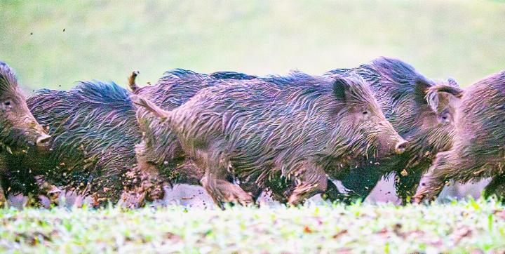 Sauglück zum Neujahr!