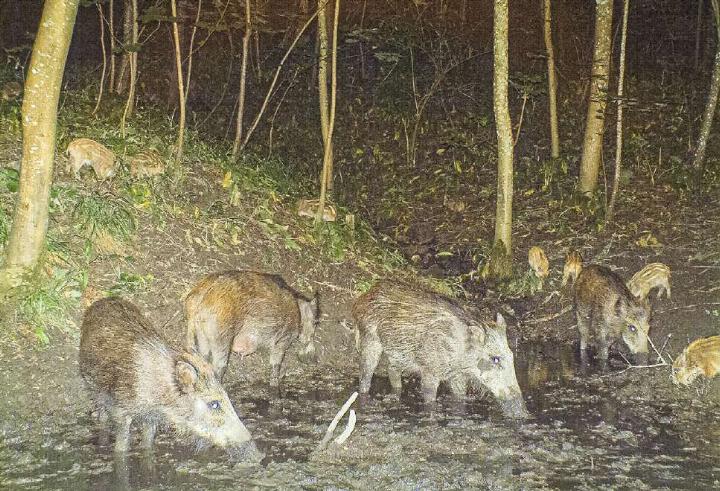 Technik versagte bei Wildsaustudie